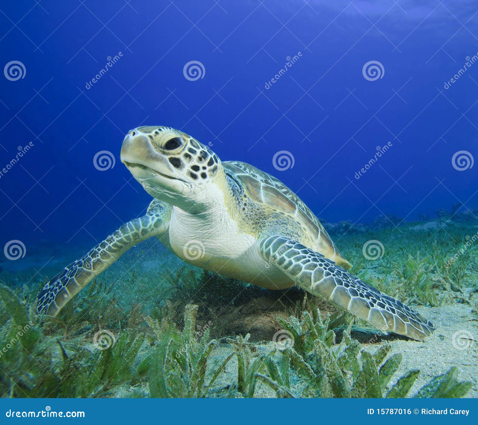 Green Sea Turtle stock photo. Image of color, ocean, underwater - 15787016