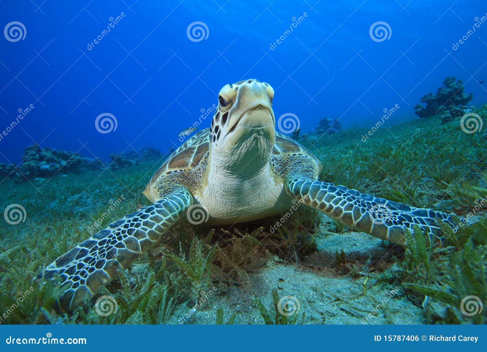 Green Sea Turtle stock photo. Image of colorful, natural - 15787406