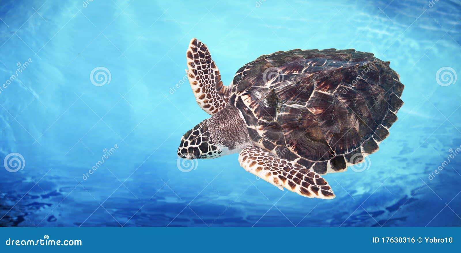 Green Sea Turtle stock photo. Image of nature, animal - 17630316