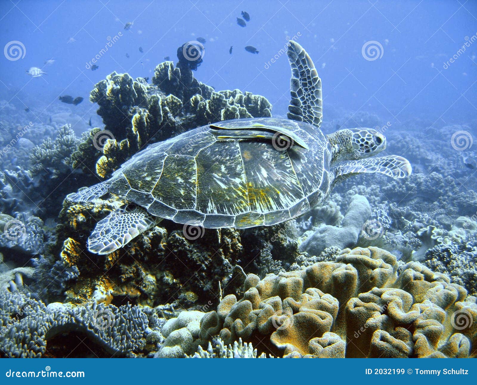 Green sea turtle stock image. Image of green, flying, exotic - 2032199