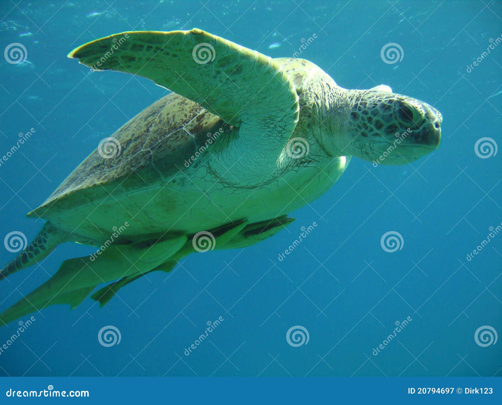 Green Sea Turtle stock image. Image of turtle, hard, endangered - 20794697