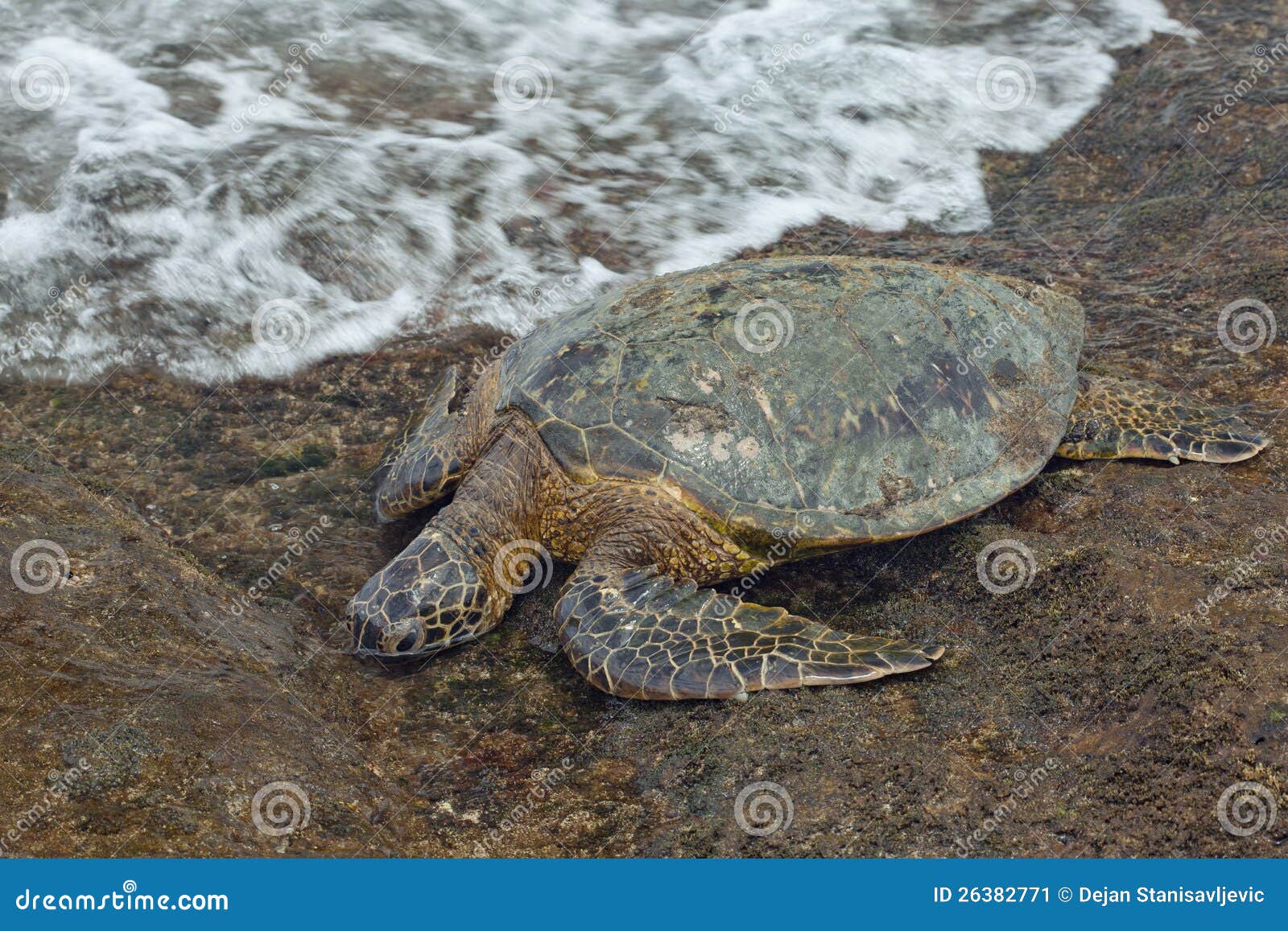 Green Sea Turtle stock image. Image of nature, installing - 26382771