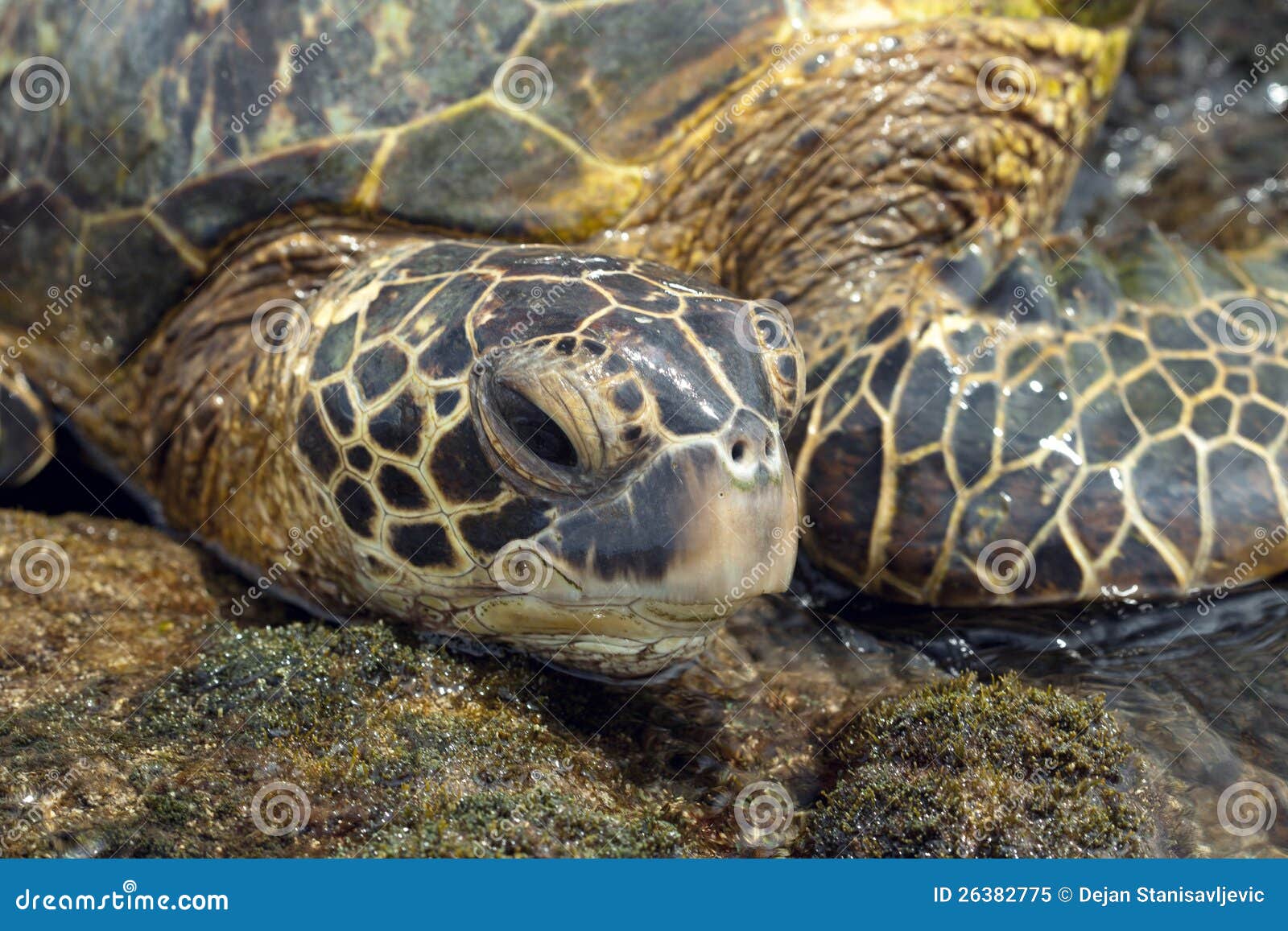 Green Sea Turtle stock image. Image of eggs, beached - 26382775