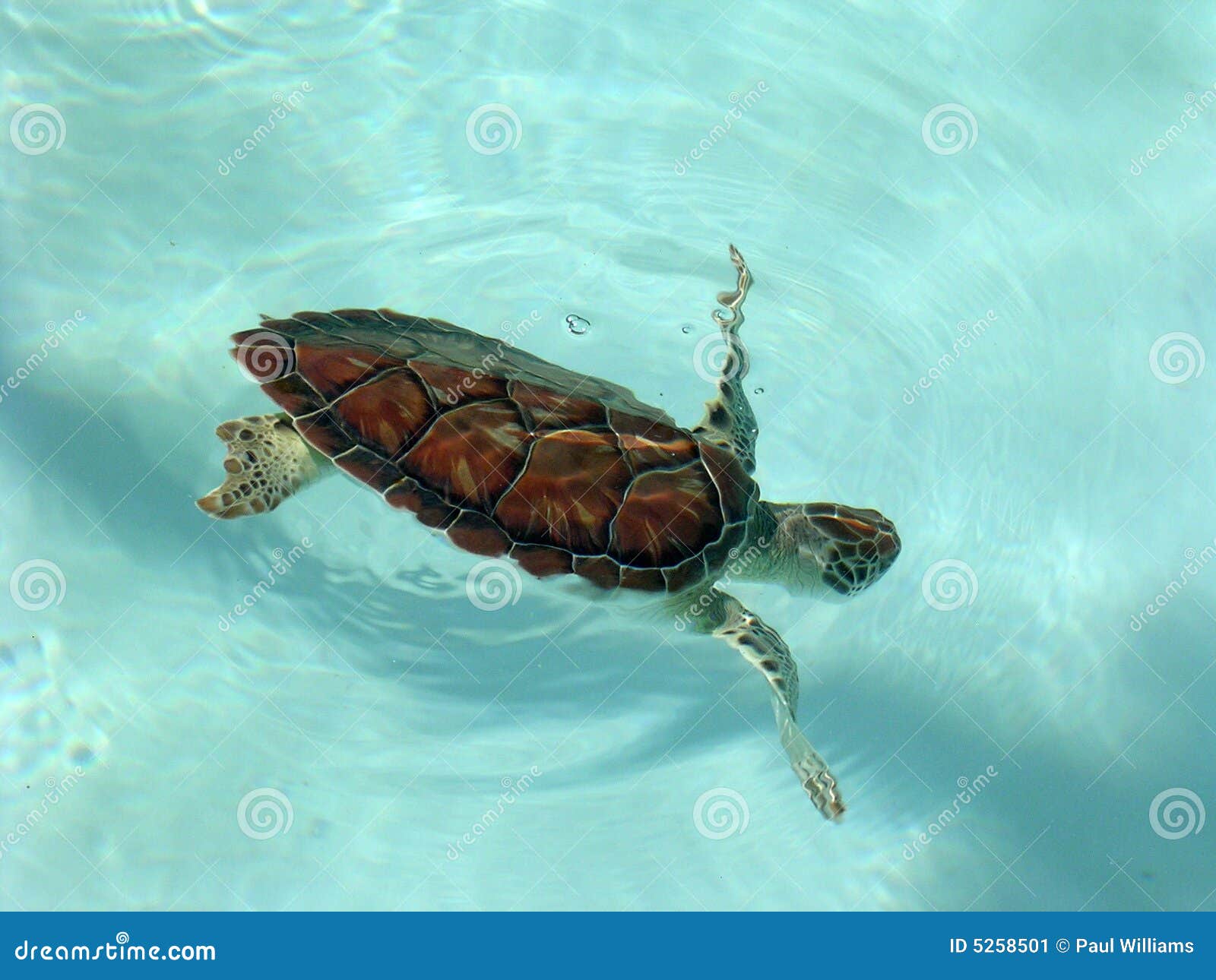 Green Sea Turtle stock image. Image of turtles, marine - 5258501