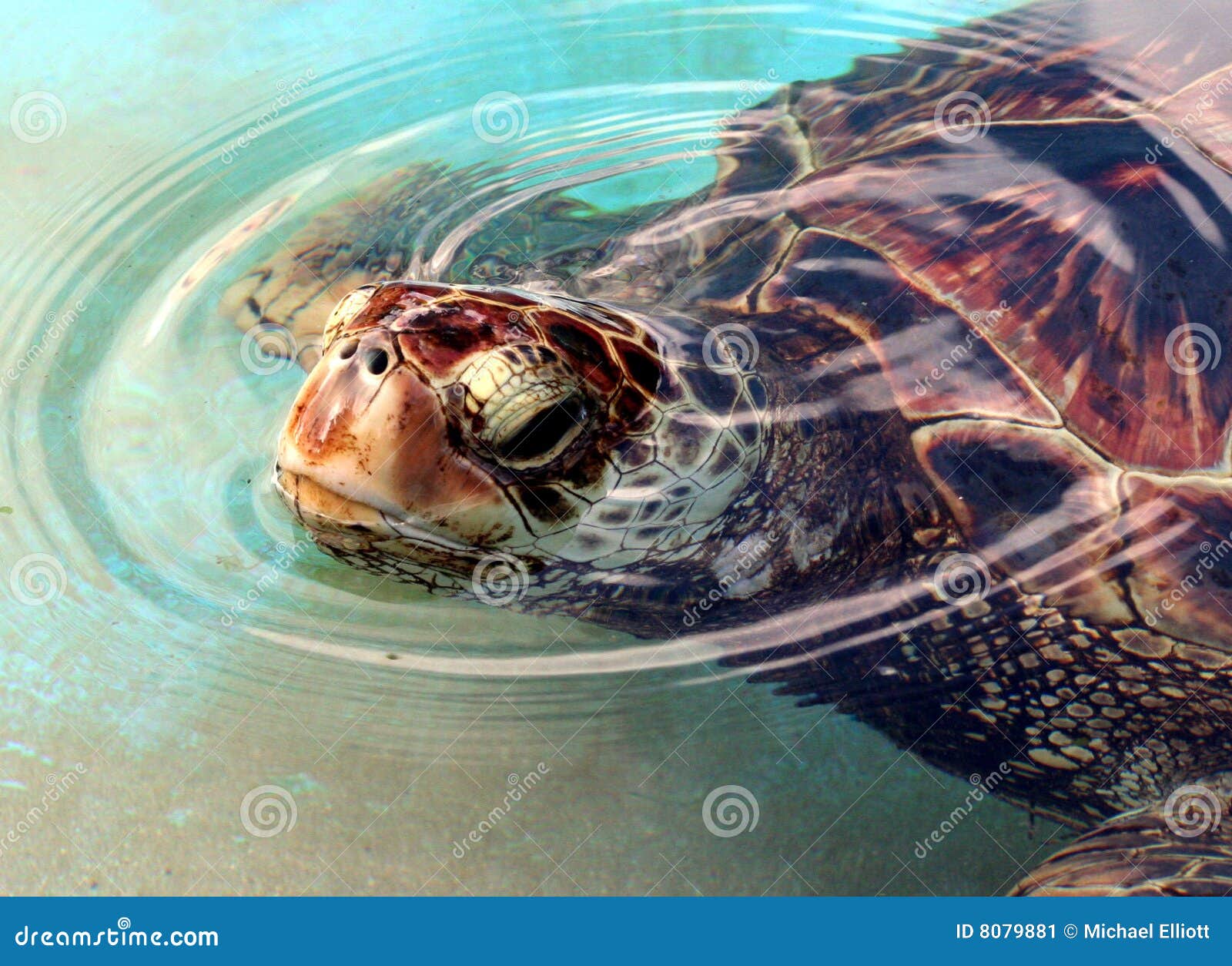 Sea Turtle Head Top View