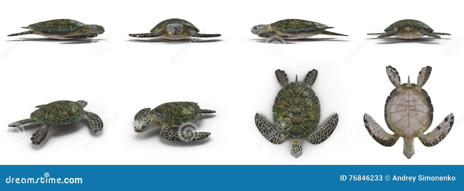 Green Sea Turtle Angles Isolated on a White 3D Illustration Stock ...