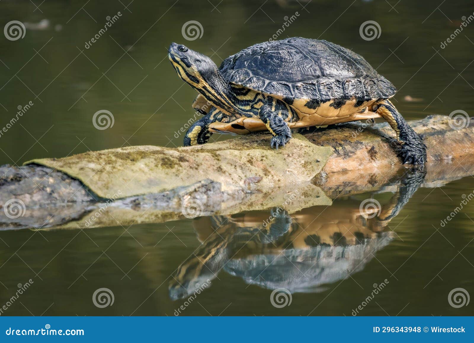 A Tranquil Aquatic Environment, With Shafts Of Sunlight Filtering ...