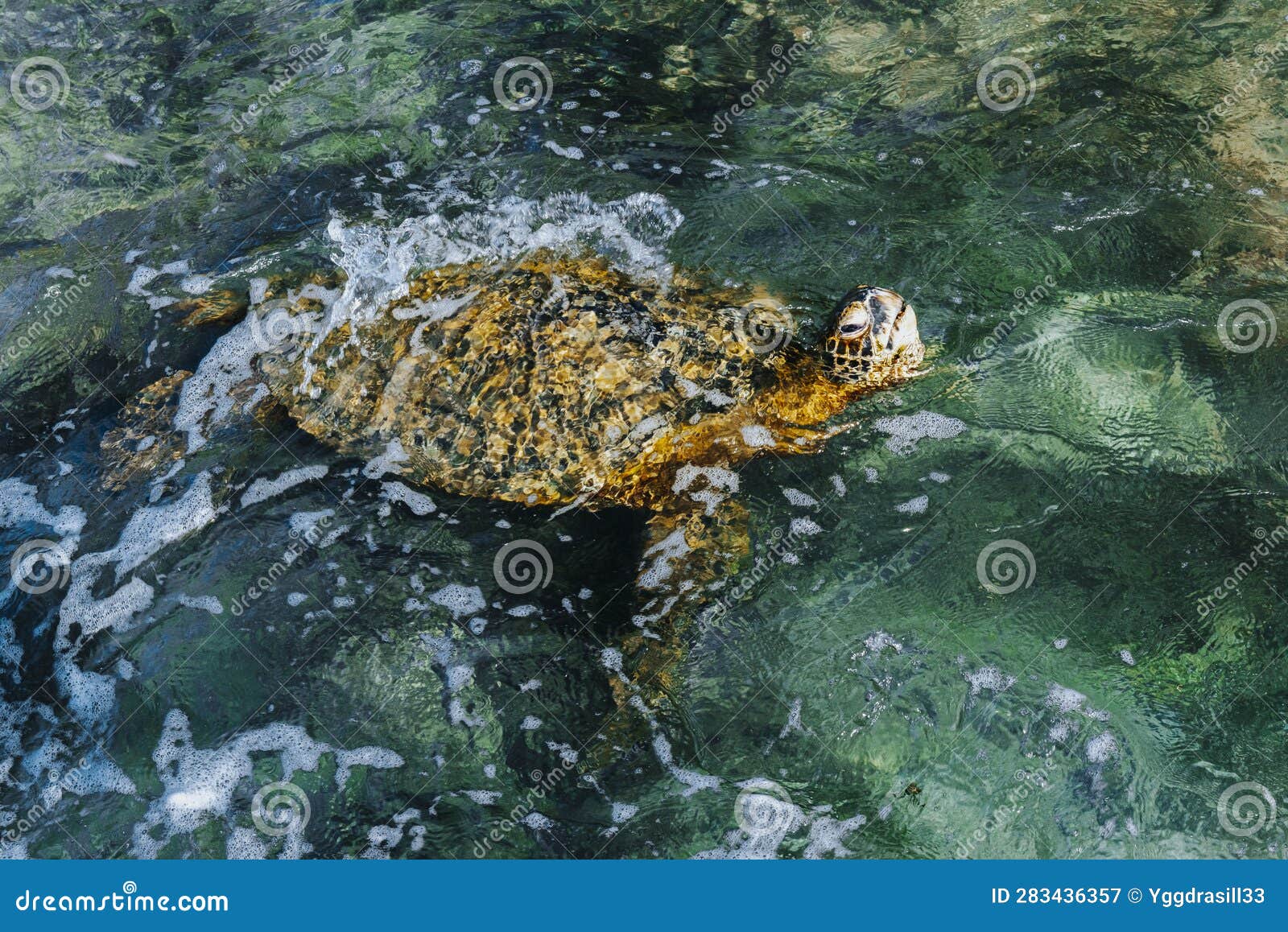 Green Sea Turtle Called Honu in Hawaii Stock Image - Image of chelonia ...