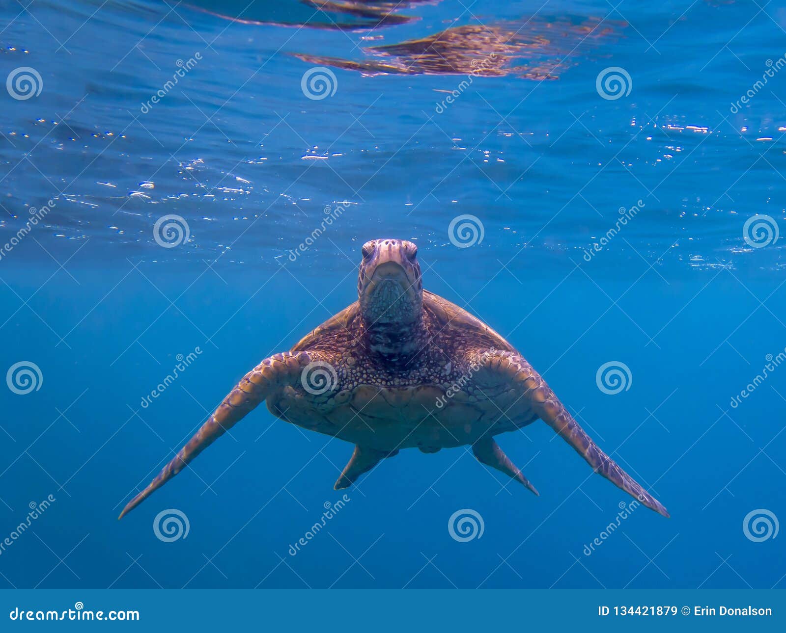 Green Sea Turtle in Clear Blue Water Low Angle View Stock Image - Image ...