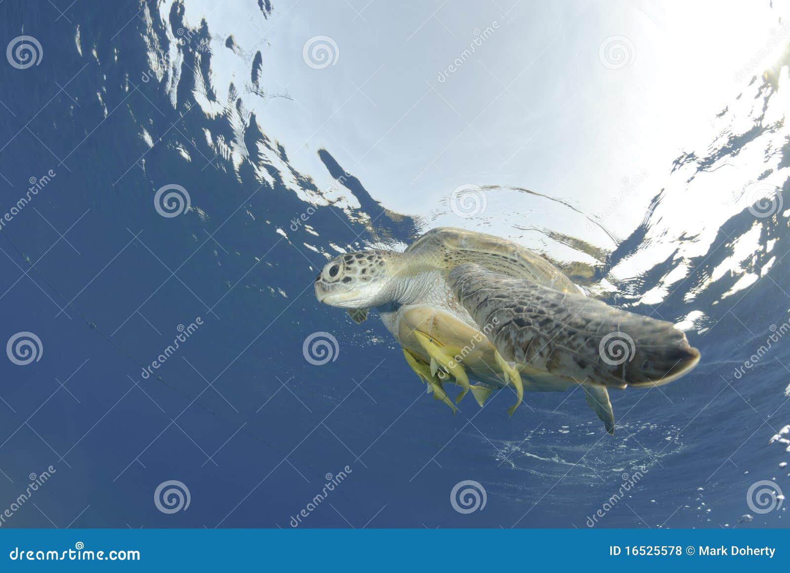 Green Sea Turtle Close To the Ocean Surface. Stock Photo - Image of ...