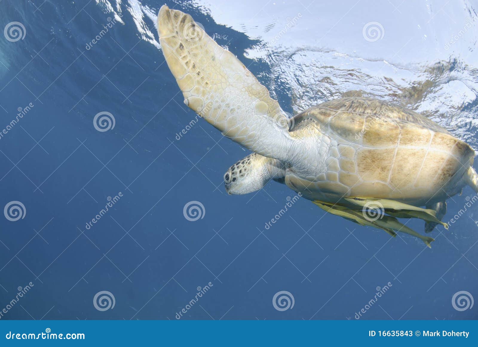 Green Sea Turtle Close To The Ocean Surface. Stock Image - Image of ...