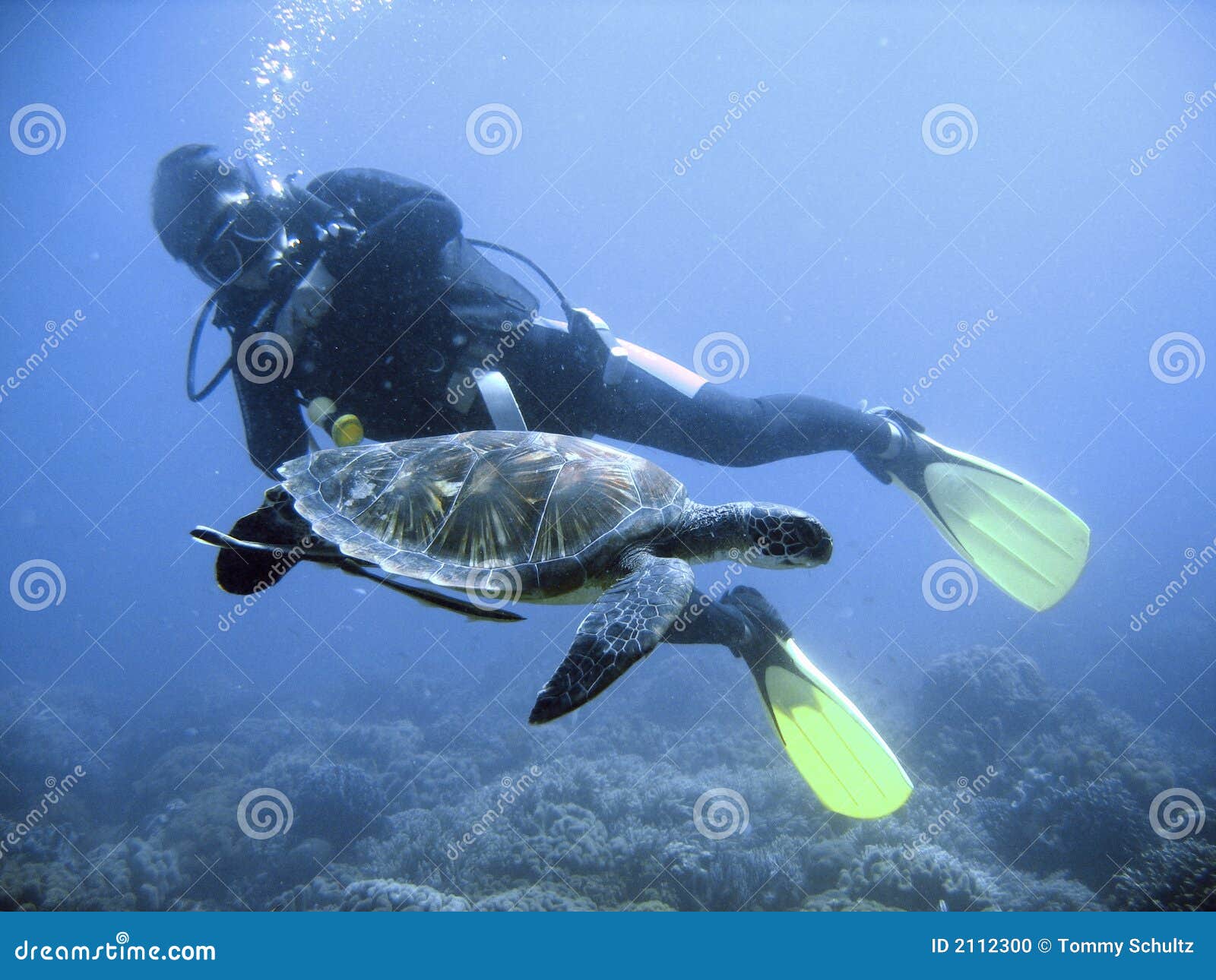 Green sea turtle and diver stock photo. Image of asia - 2112300