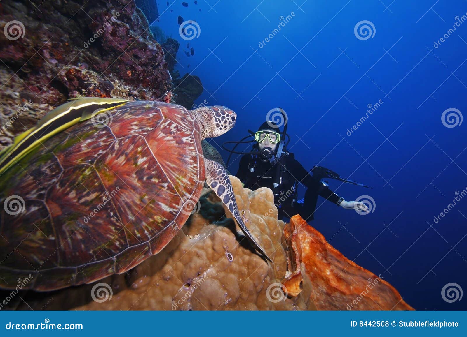 Green Sea Turtle and diver stock photo. Image of national - 8442508