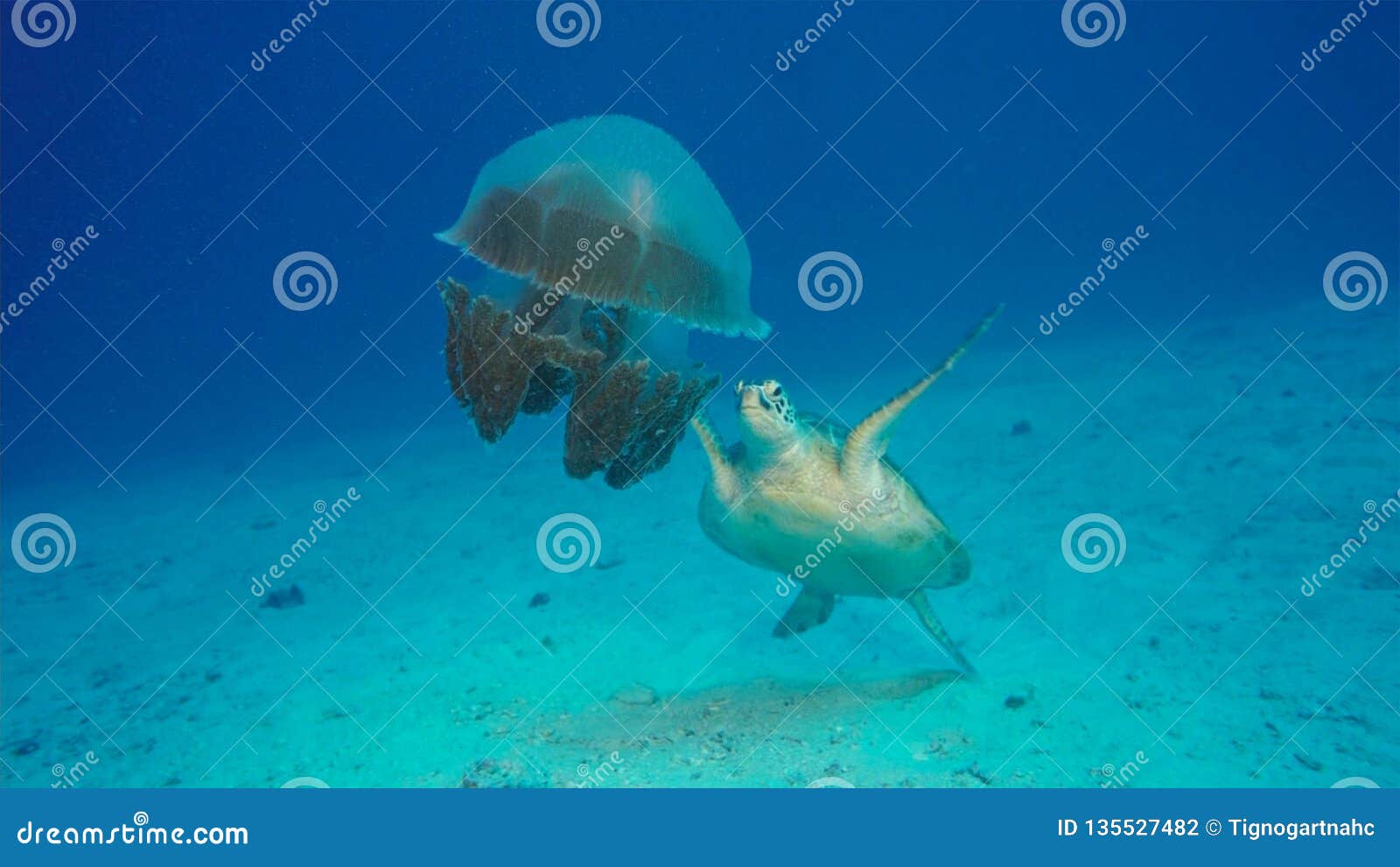 Green Sea Turtle Eats Large Crown Jellyfish Stock Photo - Image of feed ...