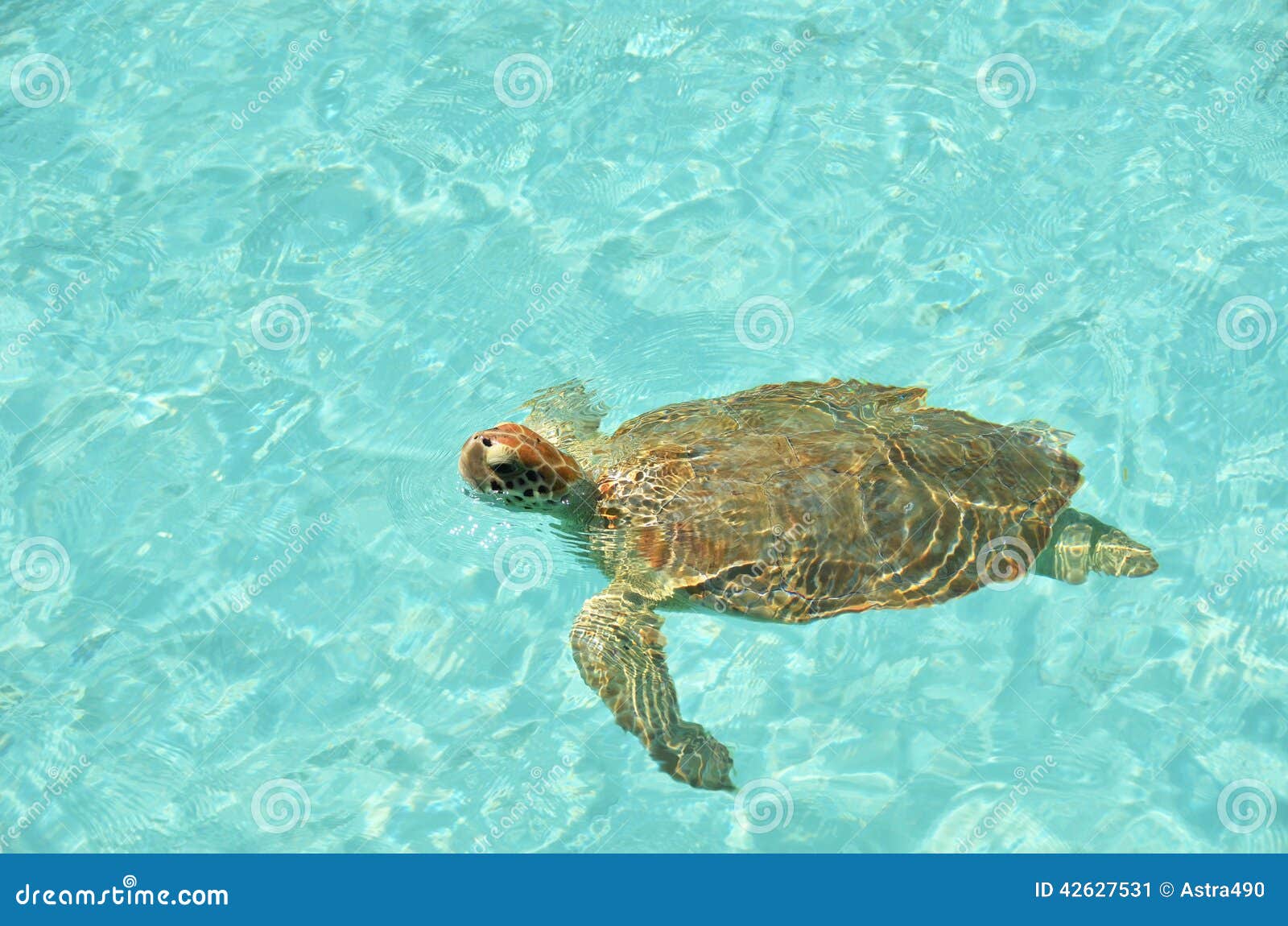 Green sea turtle. stock image. Image of wildlife, animal - 42627531