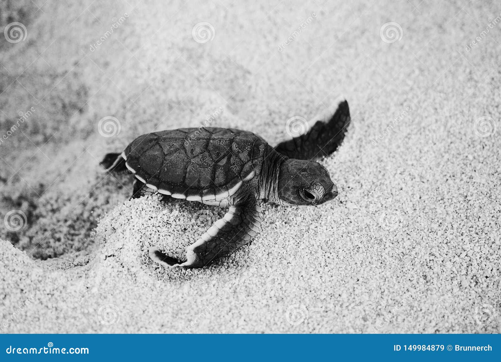 Green Sea Turtle Hatchling on Th Beach Stock Image - Image of little ...