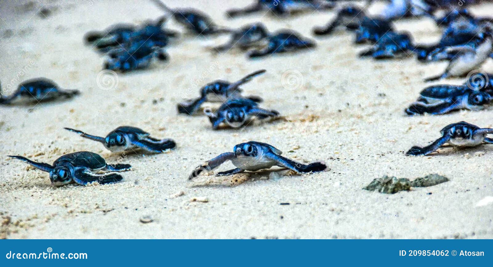 Green Sea Turtle Hatchlings Stock Photo - Image of edge, nature: 209854062