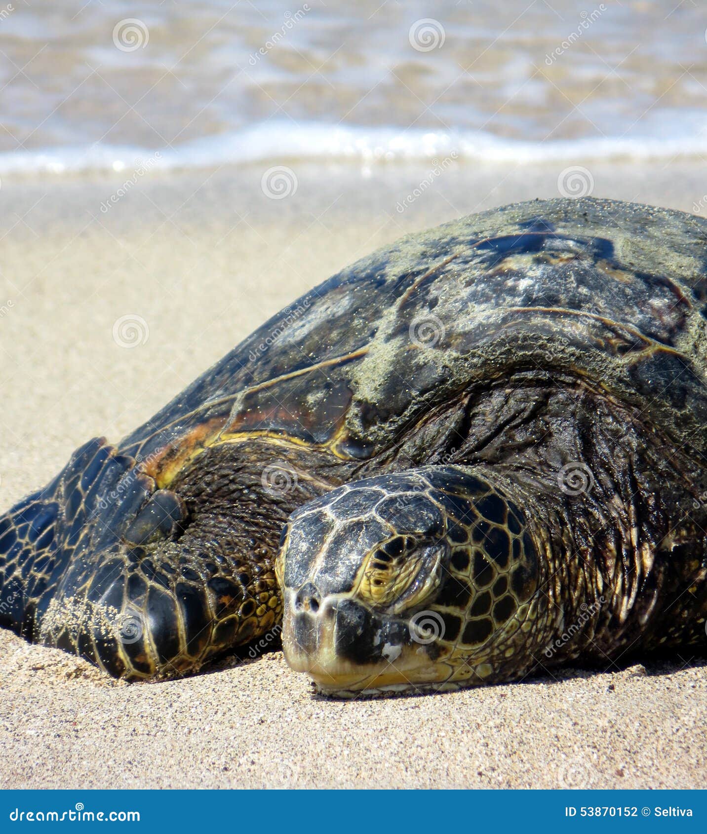 Green Sea Turtle in Hawaii stock photo. Image of chelonia - 53870152