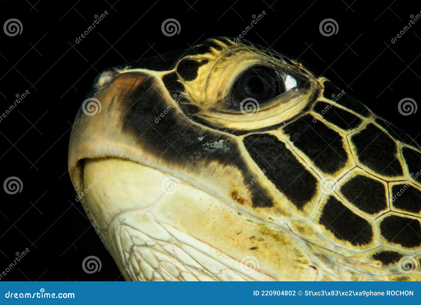 Green sea turtle head stock photo. Image of environment - 220904802