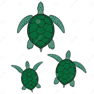 Green Sea Turtle Illustration Stock Vector - Illustration of head ...