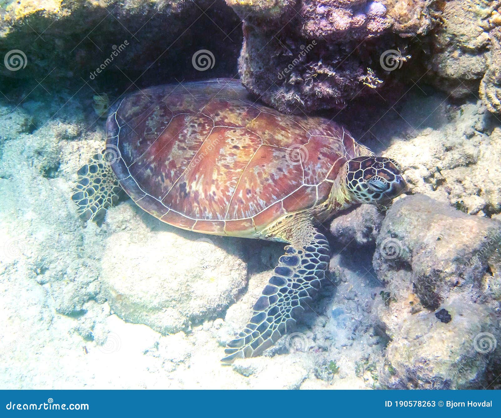 Green Sea Turtle at Green Island in Australia Stock Image - Image of ...
