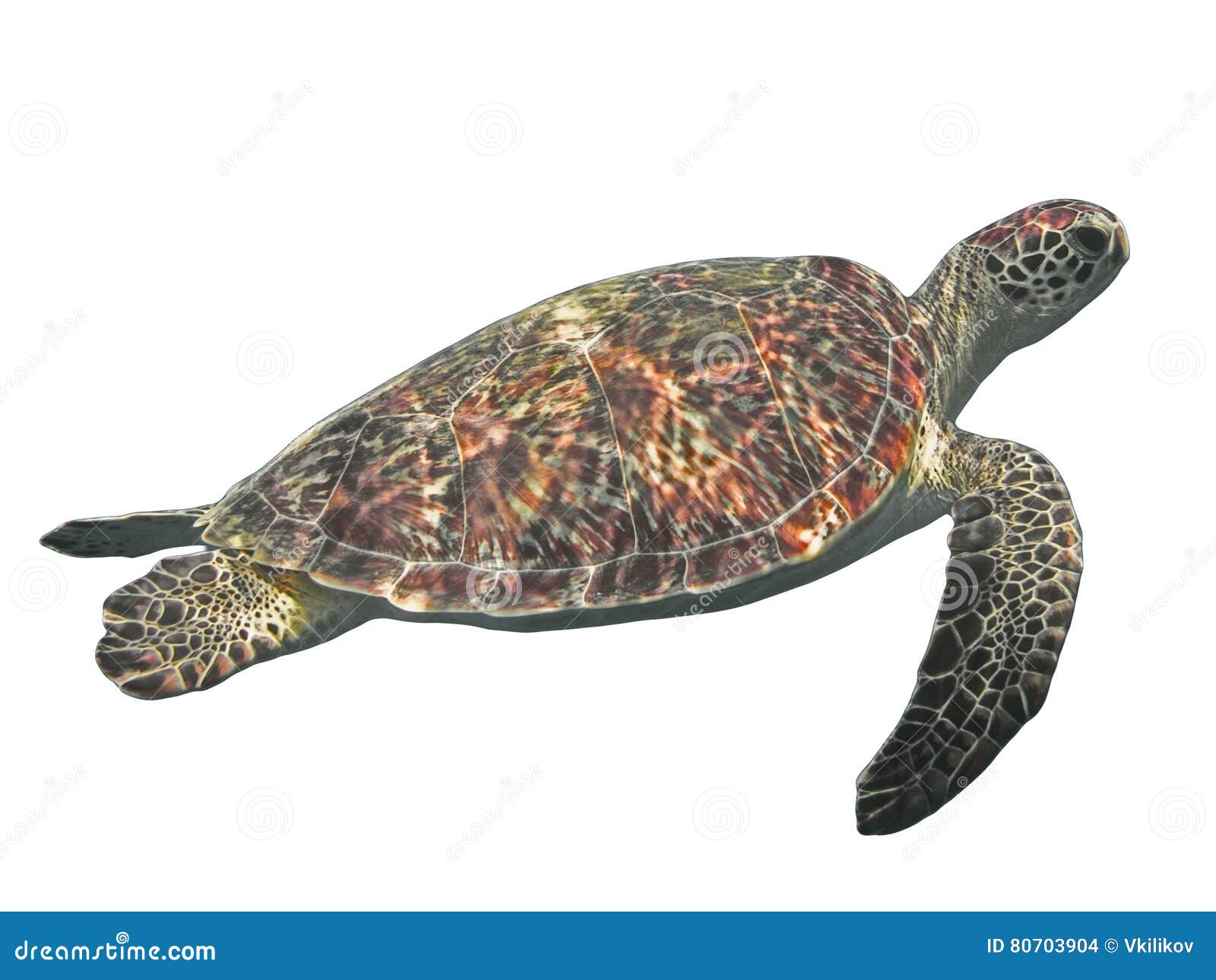 Green Sea Turtle Isolated, Tropical Tortoise on White Stock Photo ...