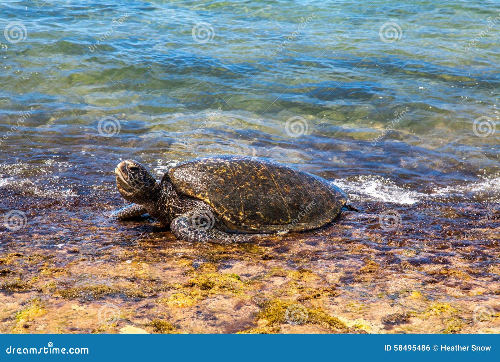 Green Sea Turtle Lifting Head Stock Photo - Image of ocean, feeding ...