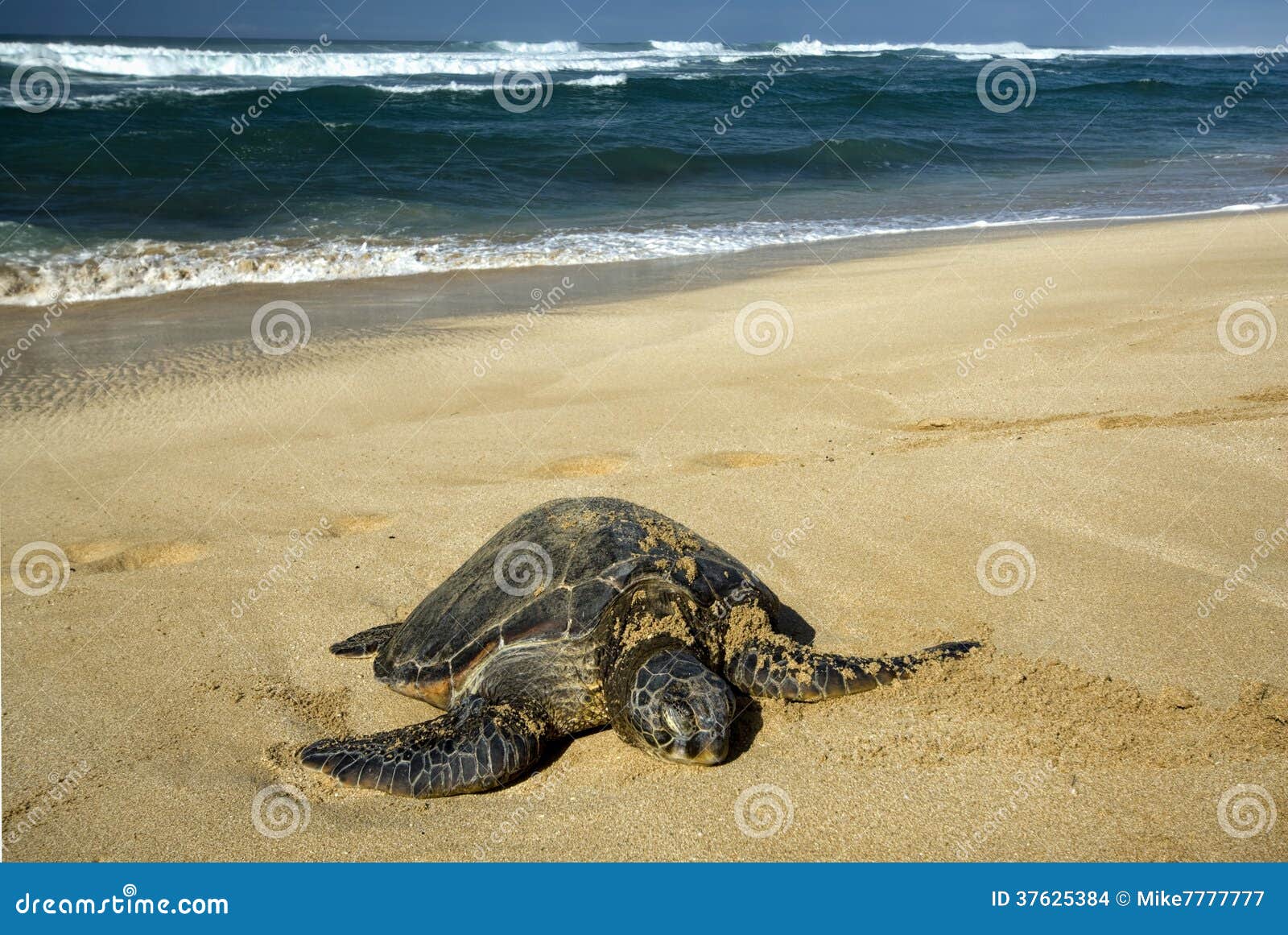 Green Sea Turtle, North Shore of O Ahu, Hawaii Stock Photo - Image of ...