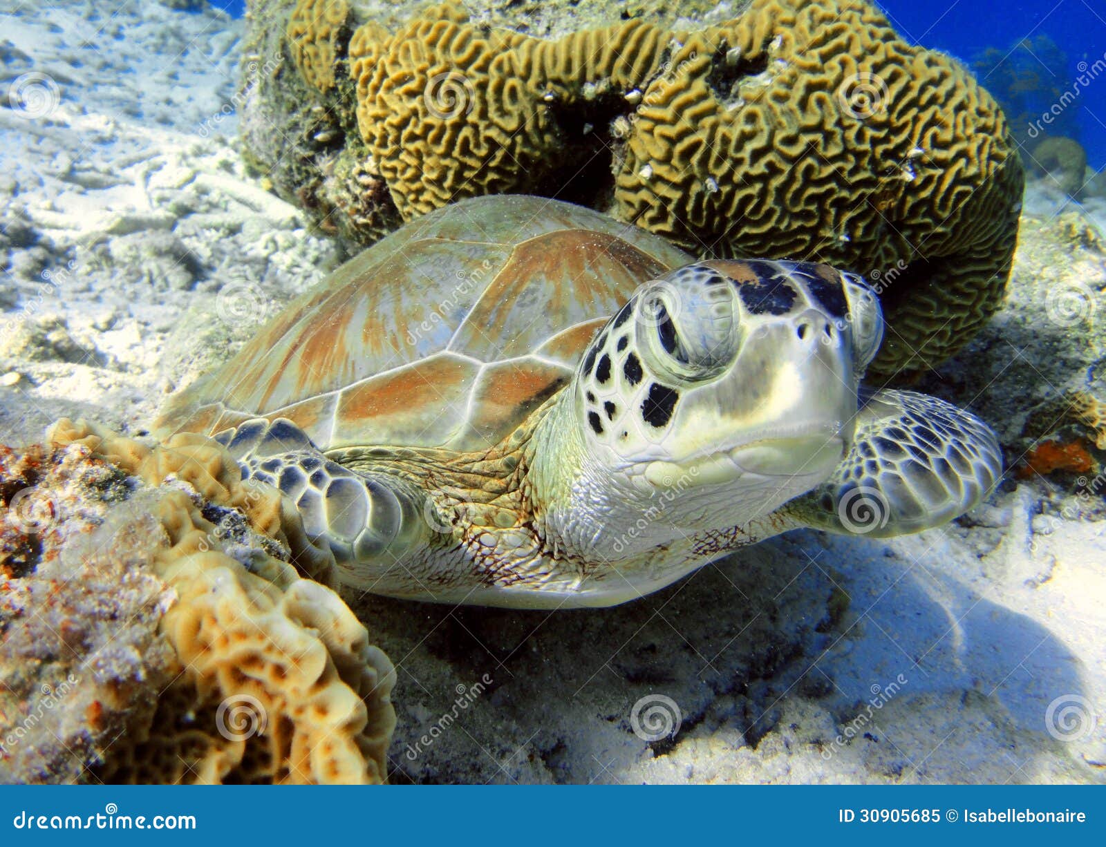 Green Sea Turtle stock image. Image of ocean, reaxing - 30905685
