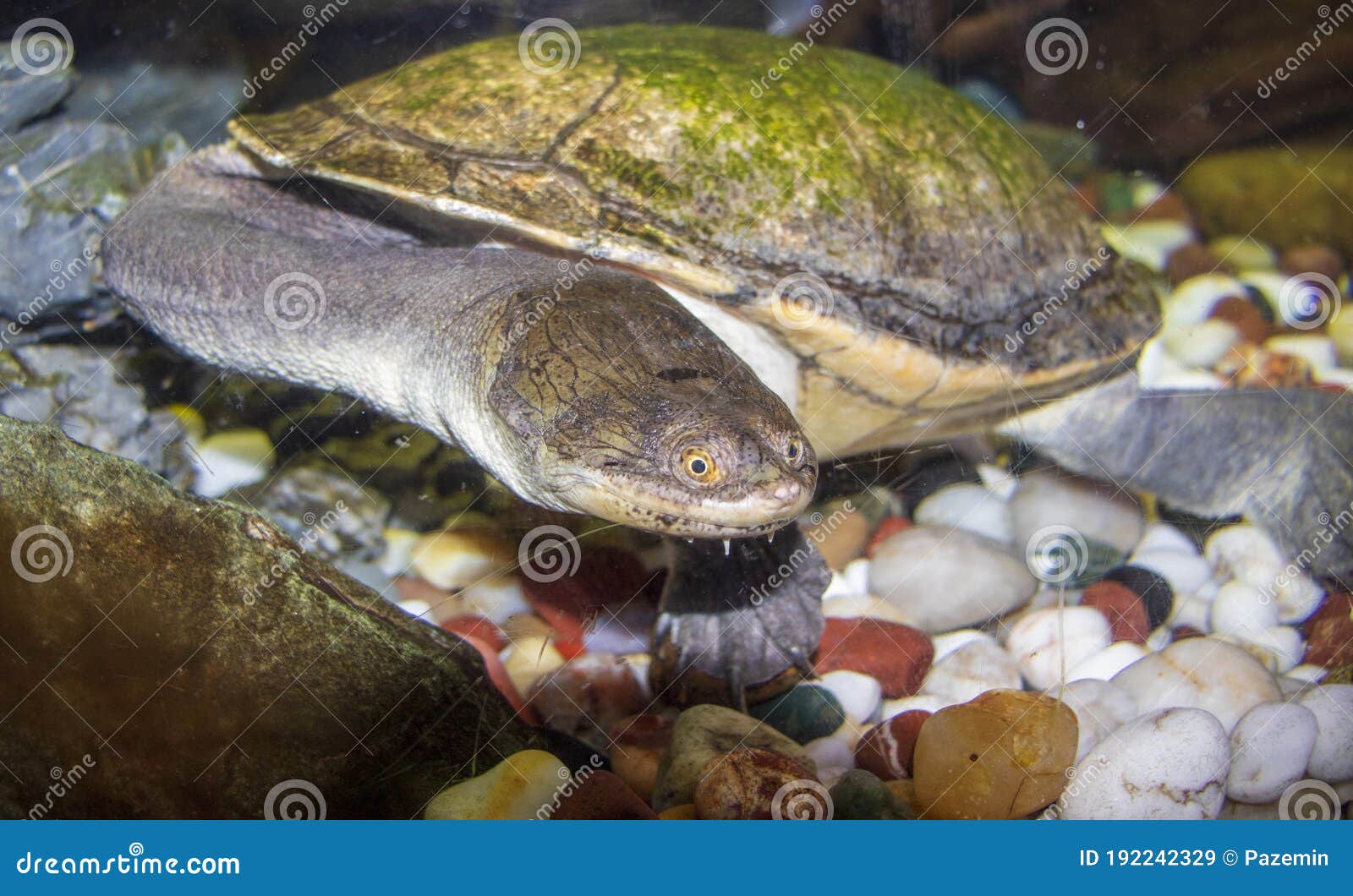 Green Sea Turtle on the Rock Stock Image - Image of macro, white: 192242329