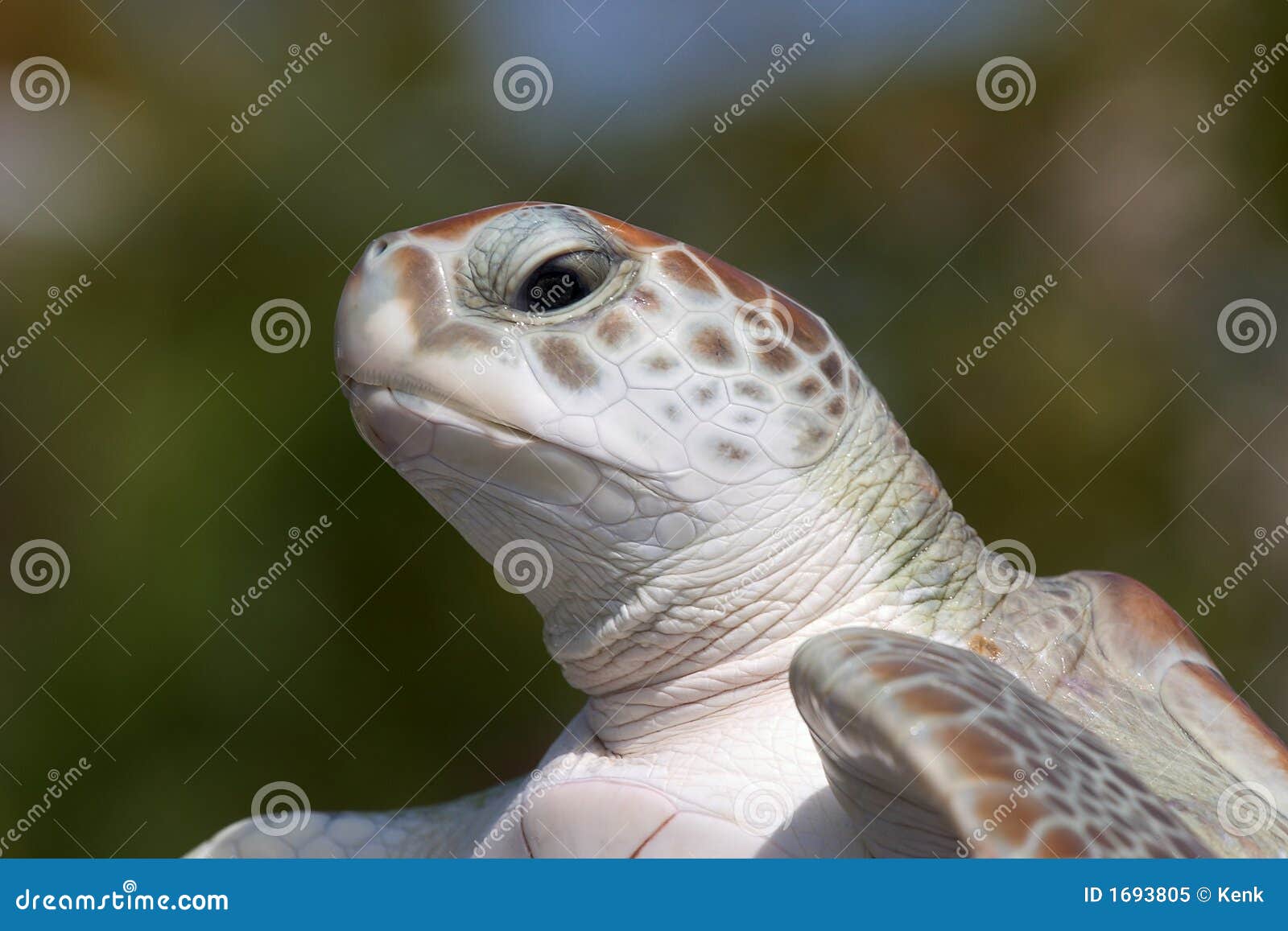 Green Sea Turtle Side Portrait Stock Image - Image of animal, turtle ...