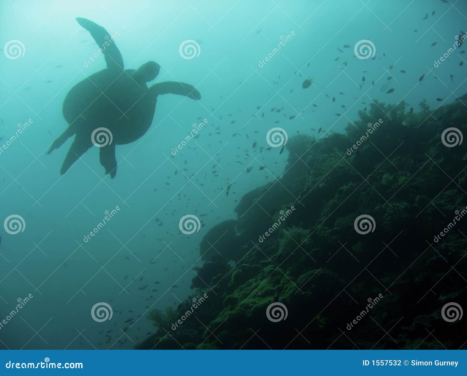 Green Sea Turtle Sipadan Coral Reef Stock Photo - Image of mabul, life ...