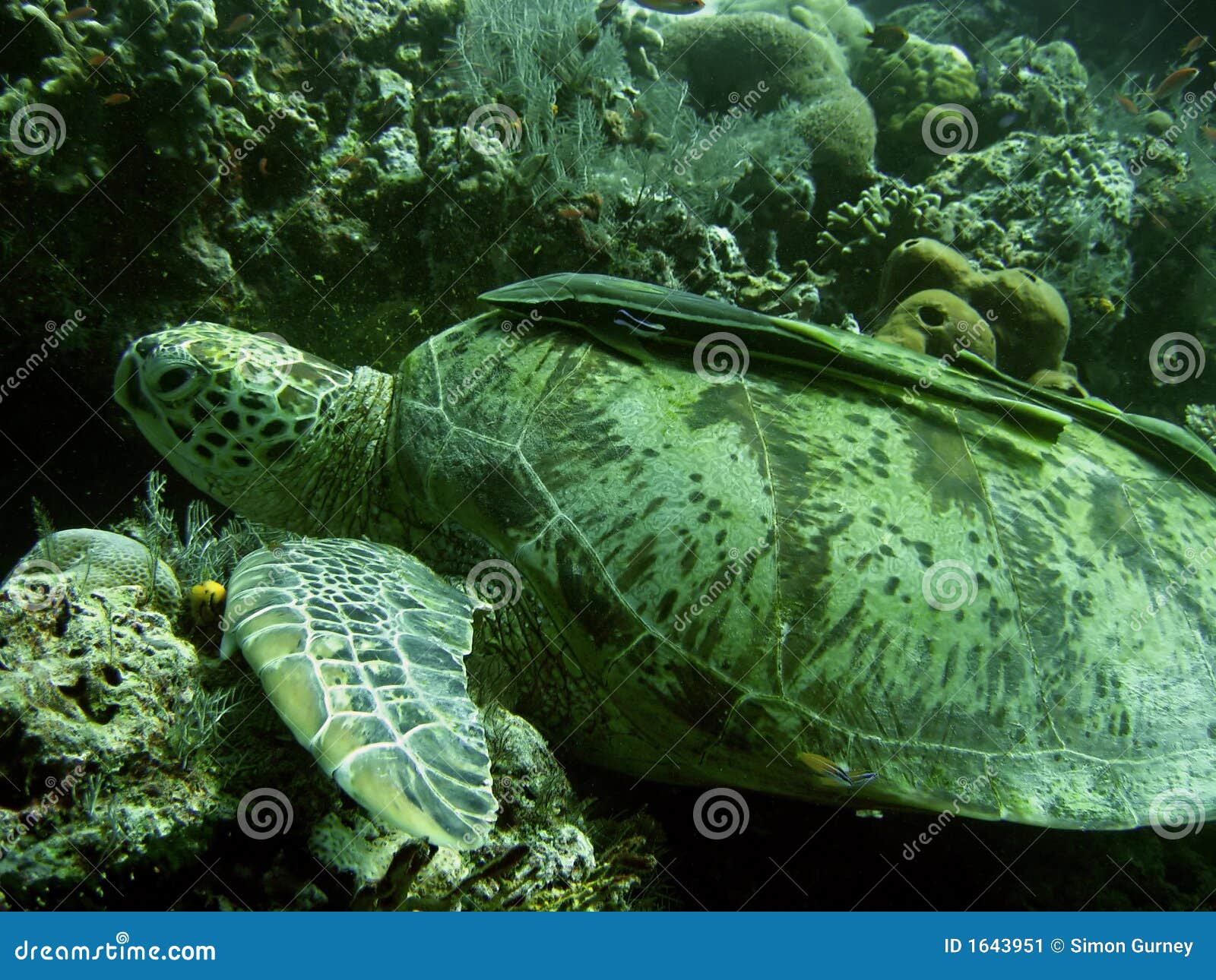 Green Sea Turtle Sipadan Coral Reef Stock Image - Image of scuba, fish ...