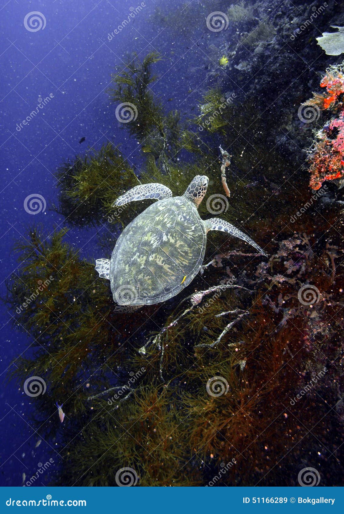 Green Sea Turtle, Sipadan Island, Sabah Stock Image - Image of nature ...