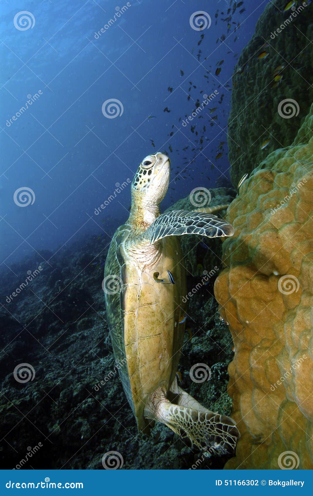 Green Sea Turtle, Sipadan Island, Sabah Stock Photo - Image of diving ...