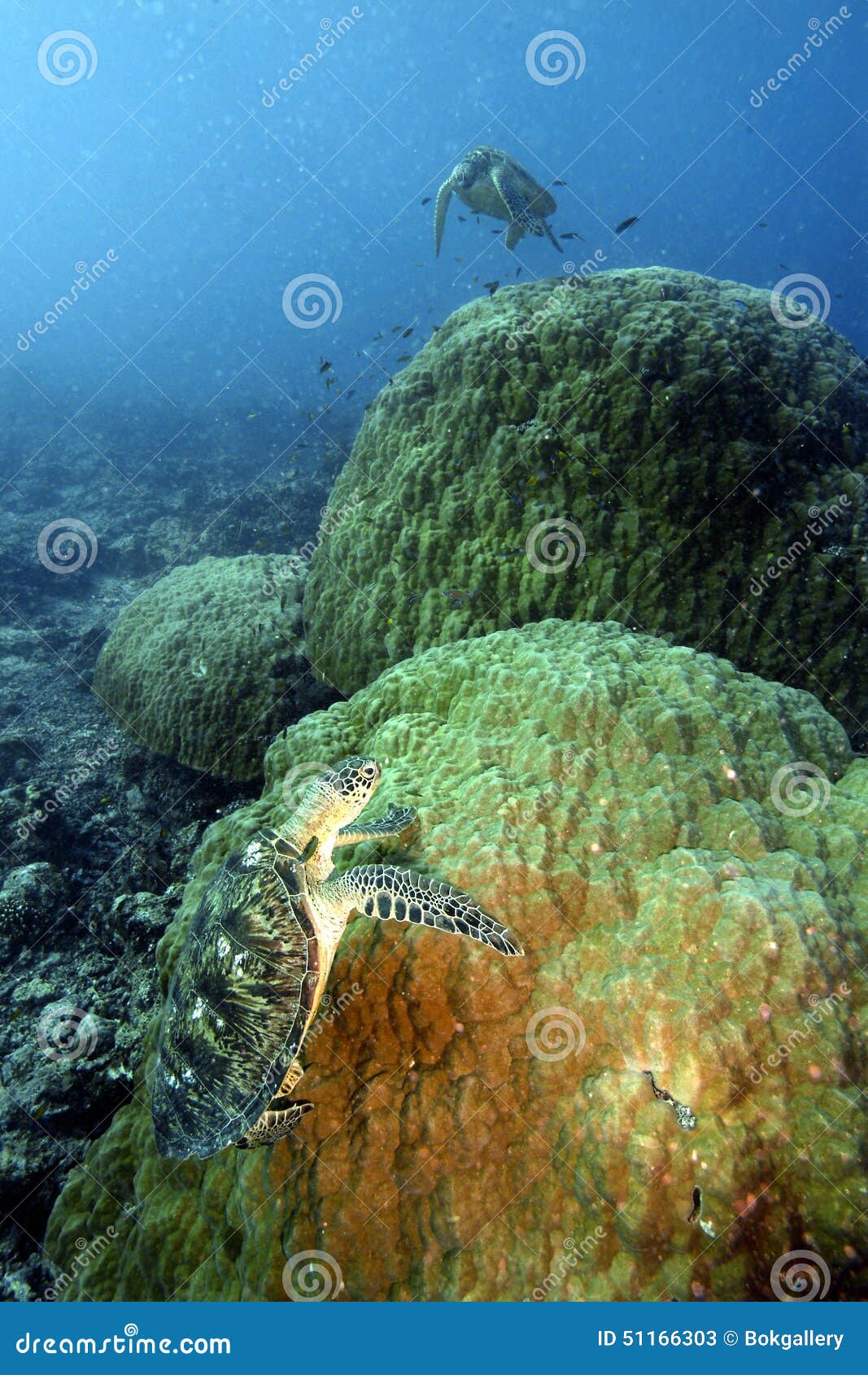 Green Sea Turtle, Sipadan Island, Sabah Stock Image - Image of vertical ...