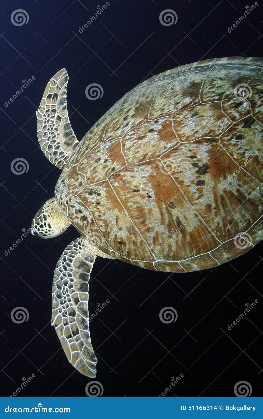 Green Sea Turtle, Sipadan Island, Sabah Stock Photo - Image of nature ...