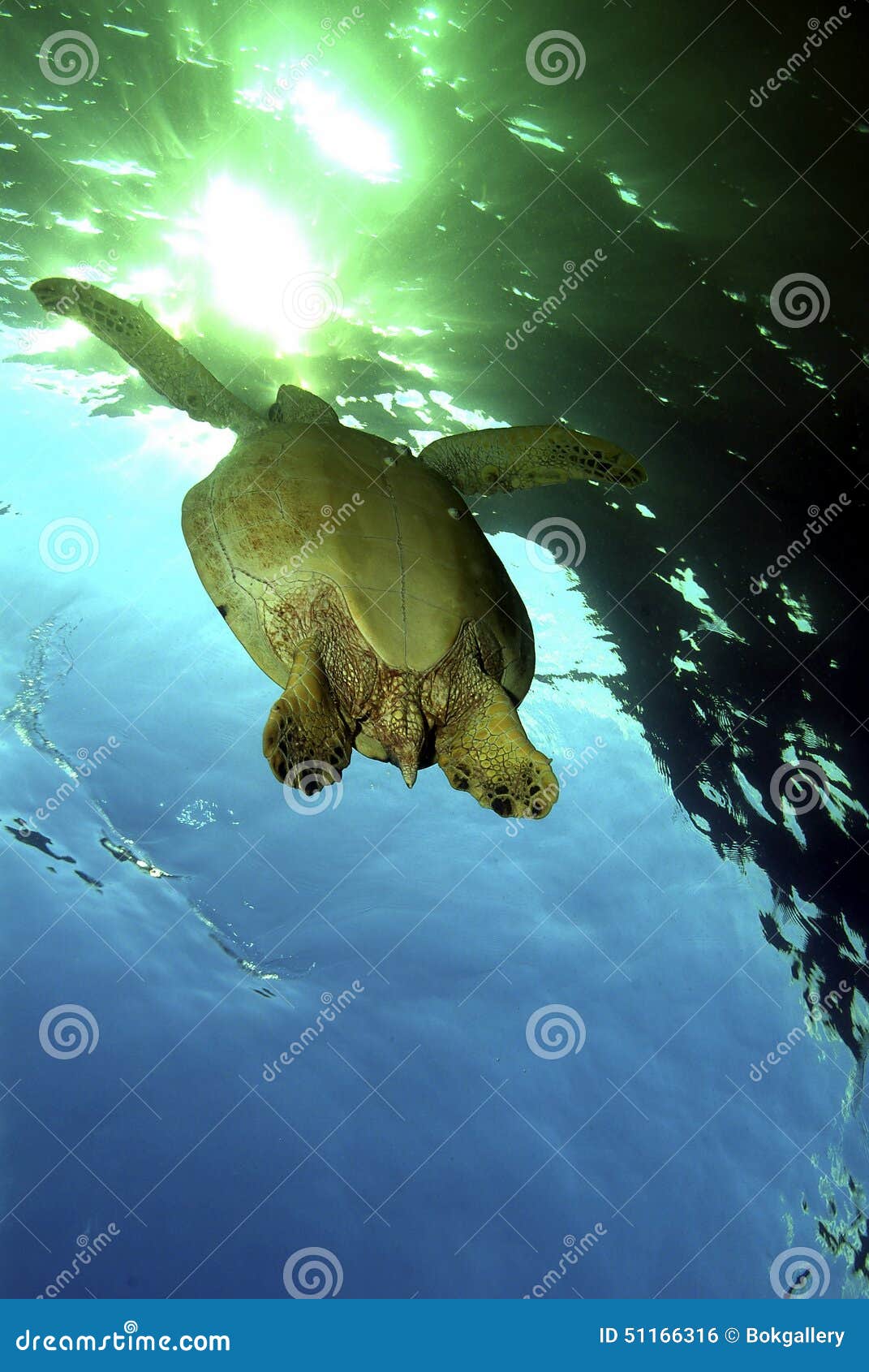 Green Sea Turtle, Sipadan Island, Sabah Stock Photo - Image of reef ...