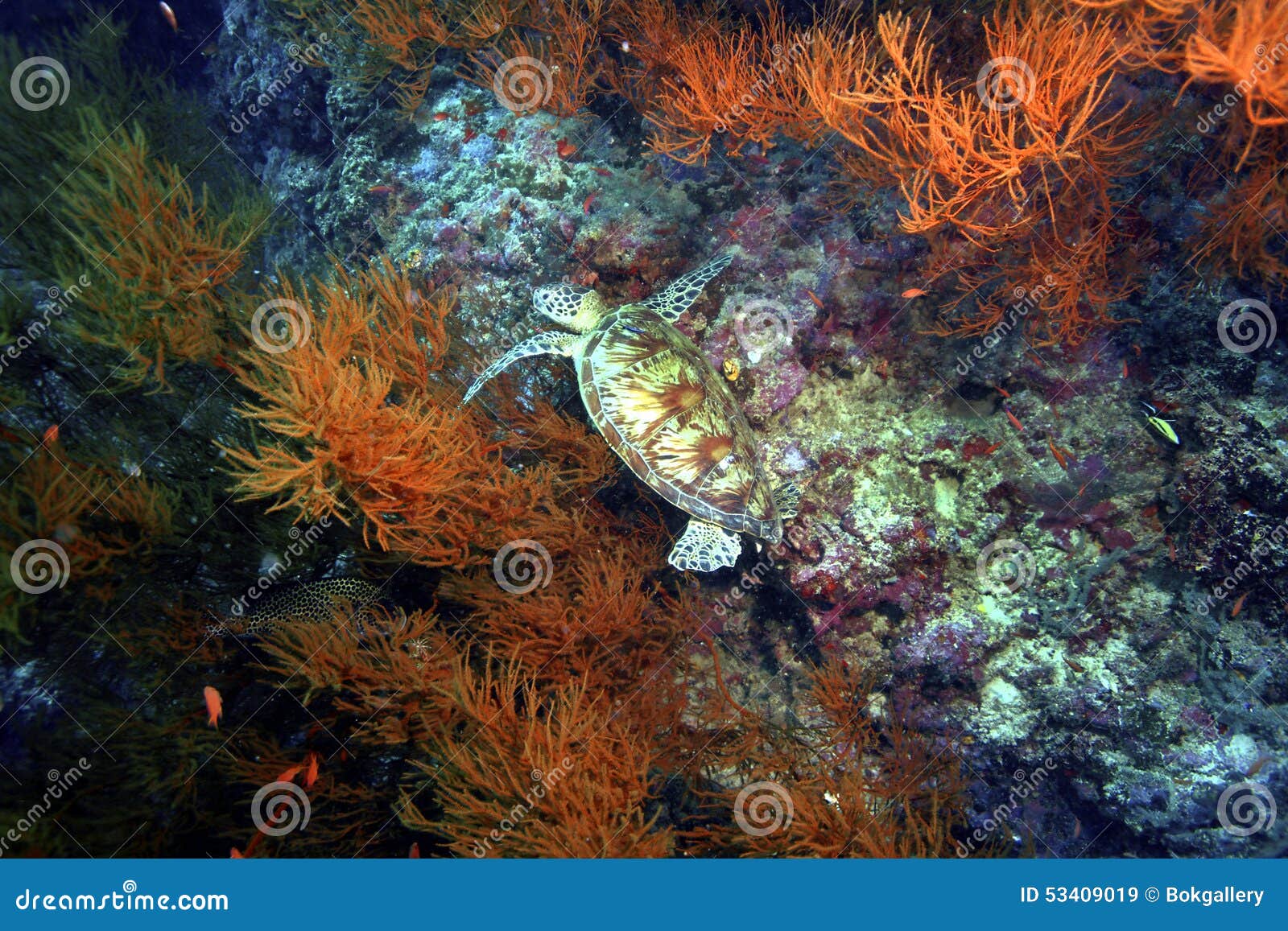 Green Sea Turtle, Sipadan Island, Sabah Stock Image - Image of ...