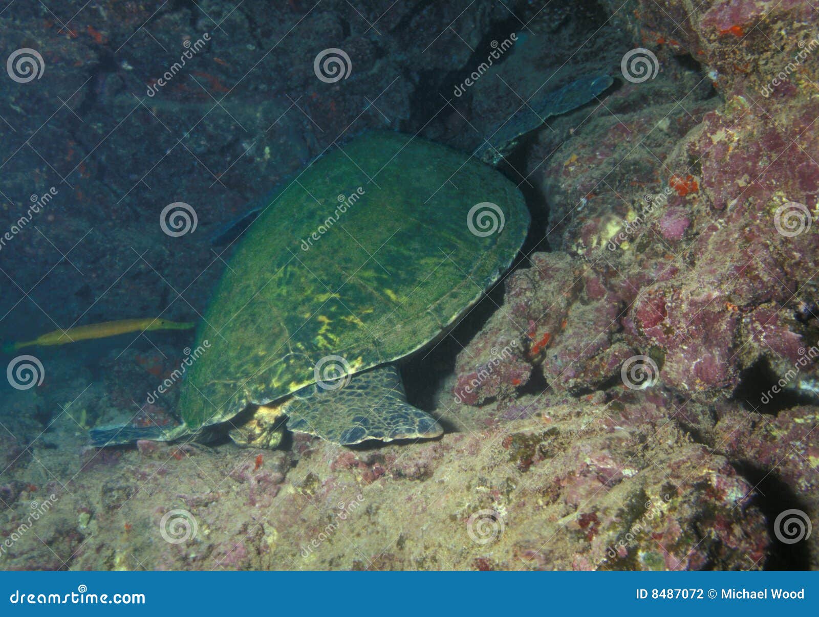 Green Sea Turtle Sleeping stock photo. Image of coast - 8487072
