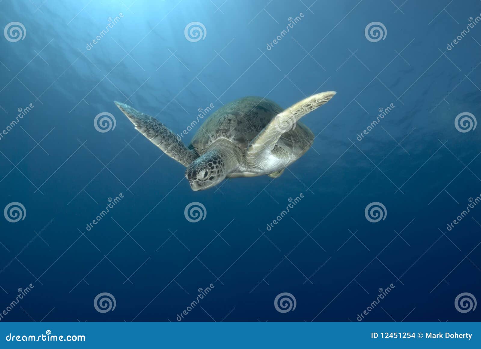 Green sea turtle swimming stock photo. Image of animal - 12451254