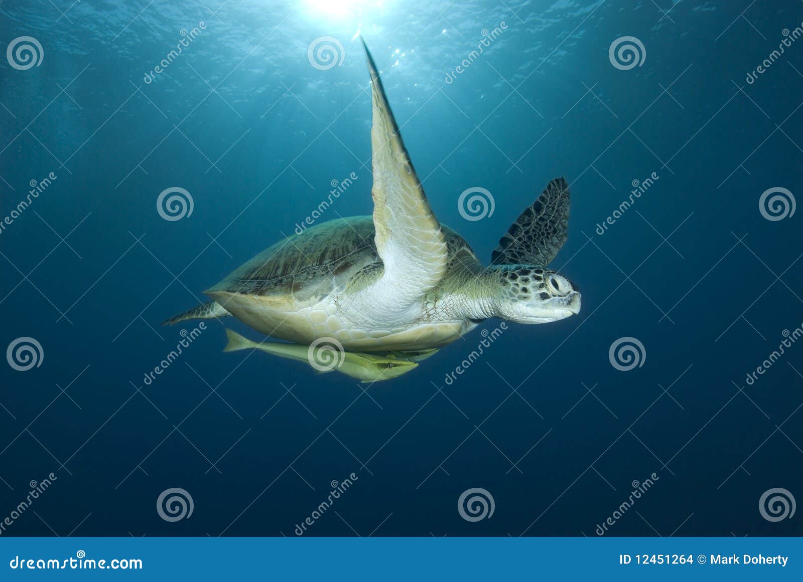 Green sea turtle swimming stock photo. Image of color - 12451264