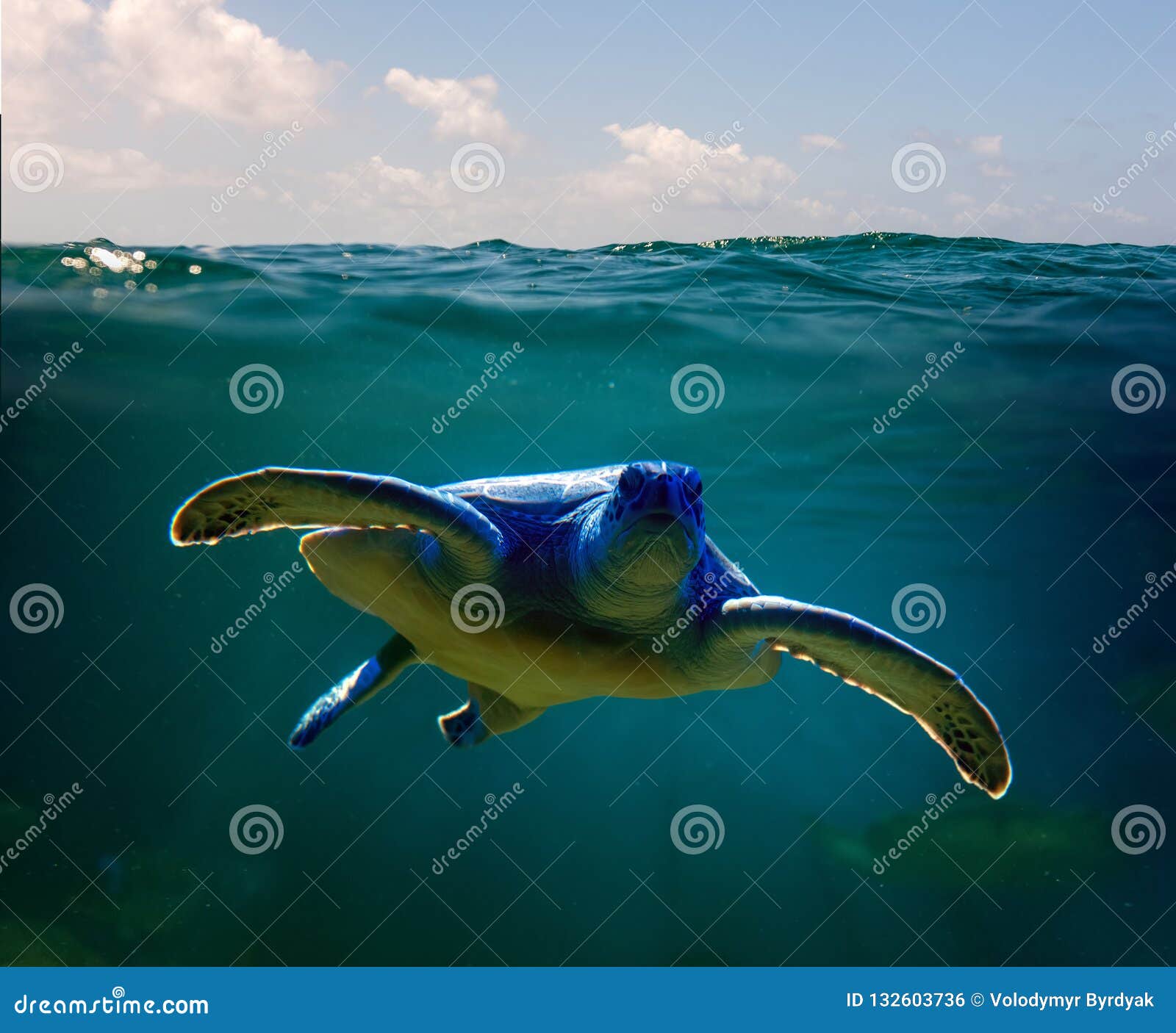 Green Sea Turtle stock photo. Image of conservation - 132603736