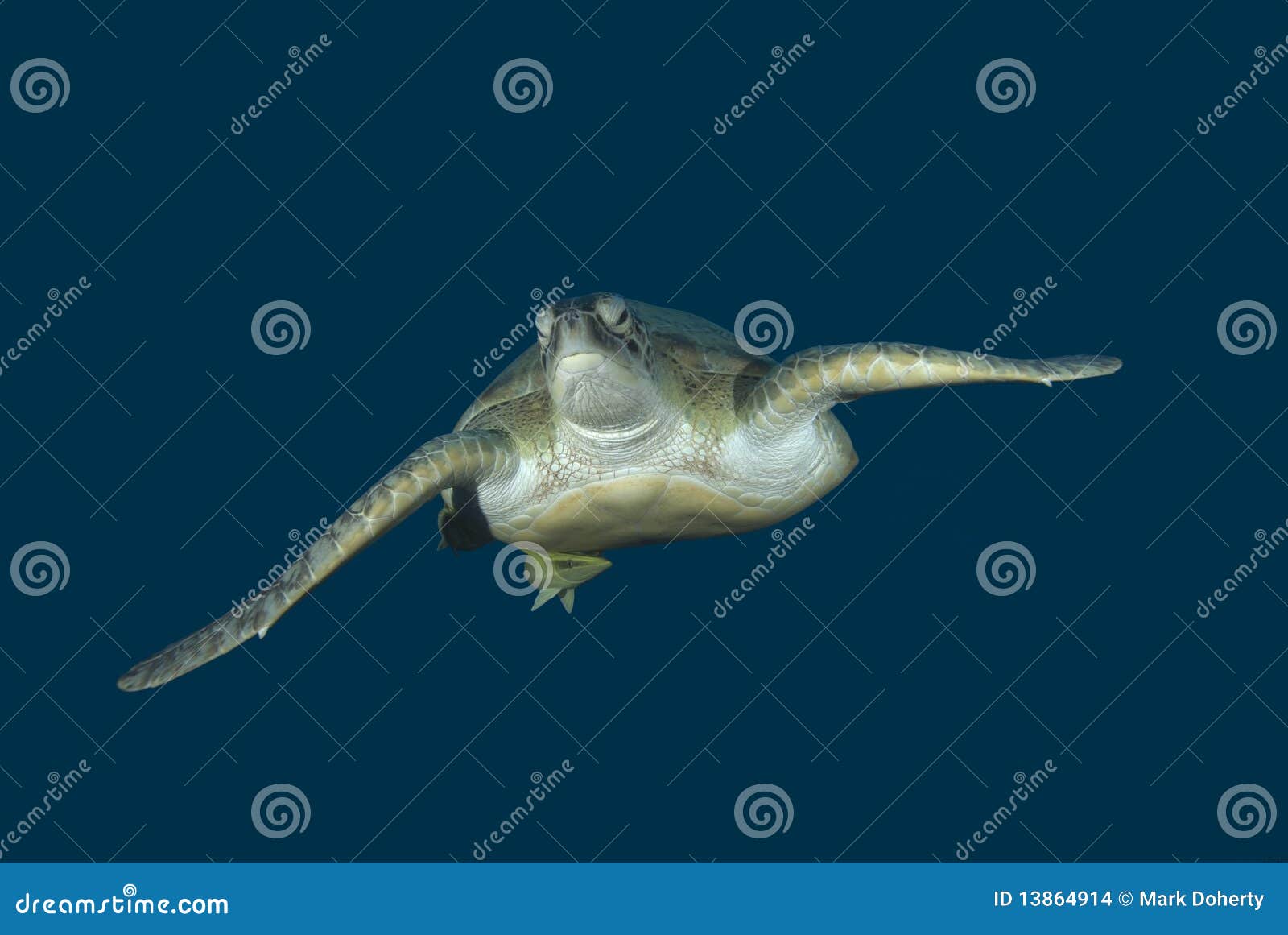 Green sea turtle swimming stock photo. Image of horizontal - 13864914