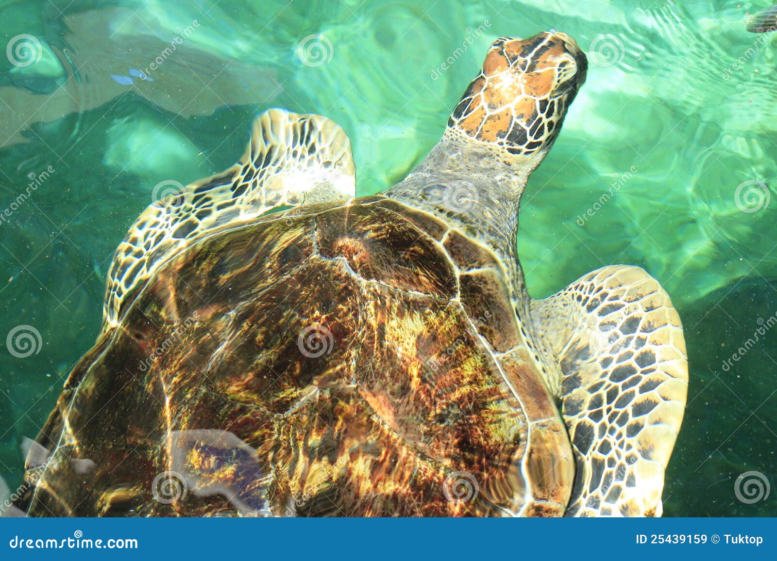 Green sea turtle swimming stock image. Image of animal - 25439159