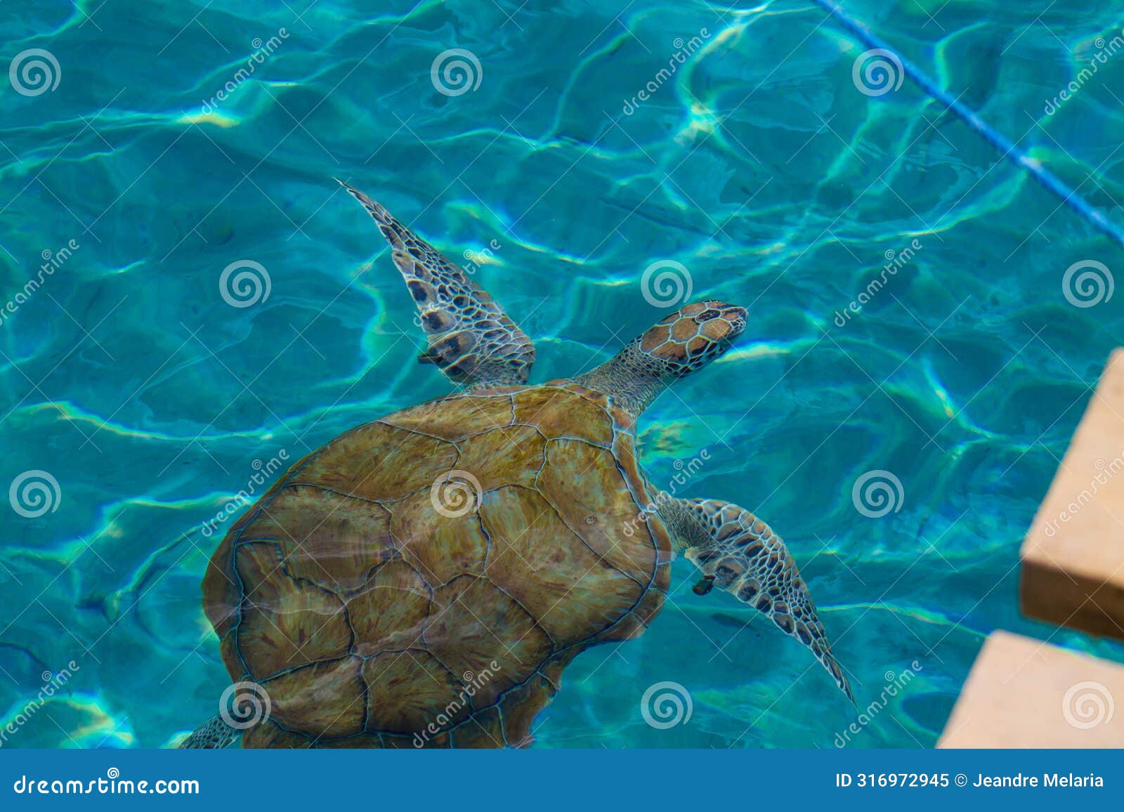 Green Sea Turtle Swimming in the Sea Stock Image - Image of species ...