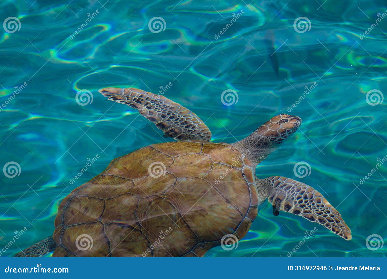 Green Sea Turtle Swimming in the Sea Stock Photo - Image of life ...