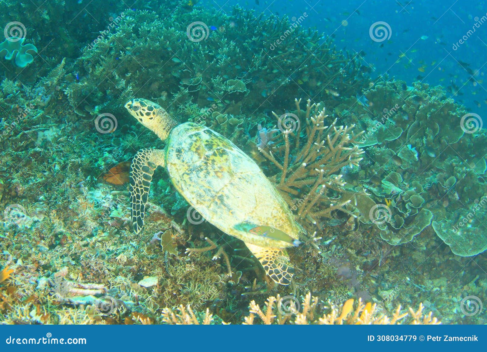 Green Sea Turtle Swimming Above Above Coral Reef Stock Image Image Of