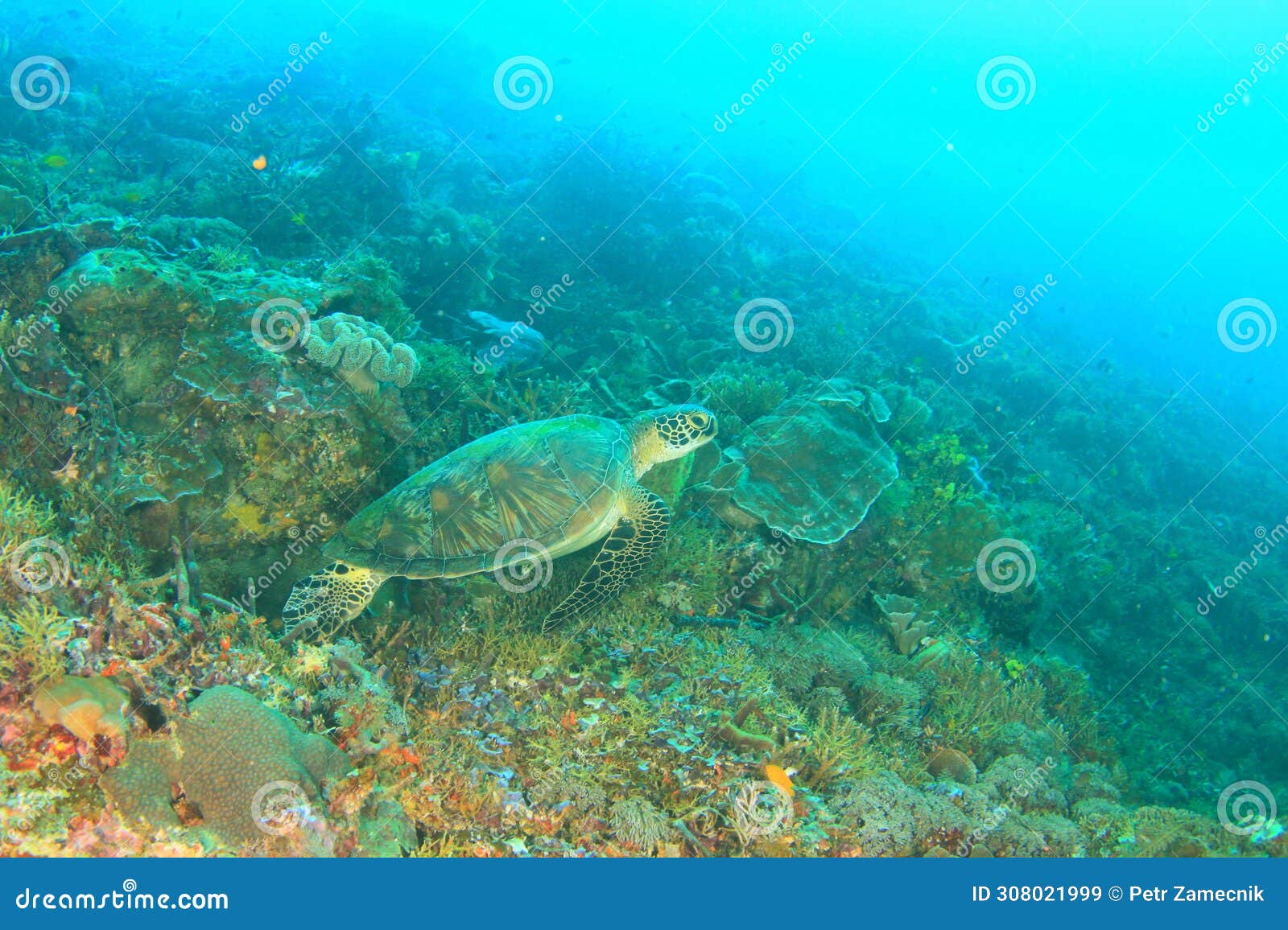 Green Sea Turtle Swimming Above Coral Reef To Blue Sea Stock Image