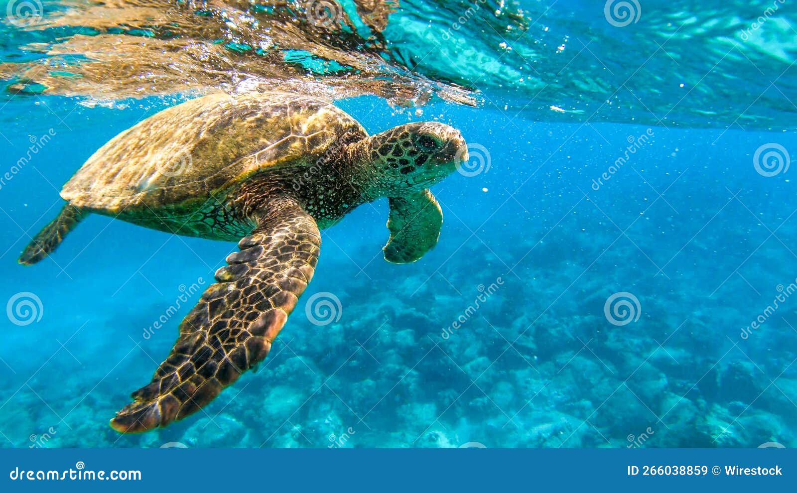 Green Sea Turtle Swimming in the Blue Water Stock Image - Image of ...
